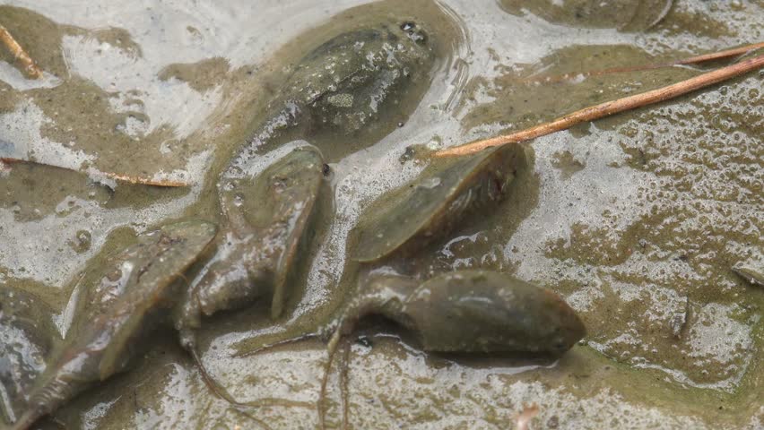 Macro View Triops Longicaudatus Flattened Stock Footage Video (100% ...
