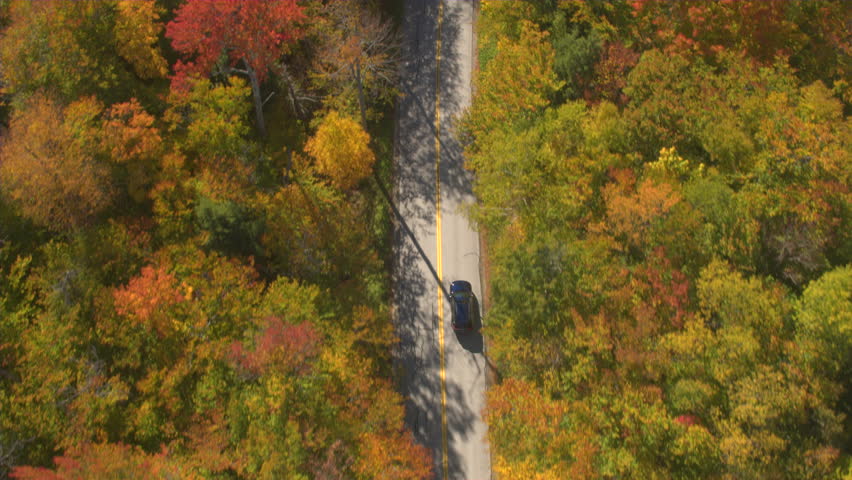 Forest Corridor with Trees image - Free stock photo - Public Domain ...