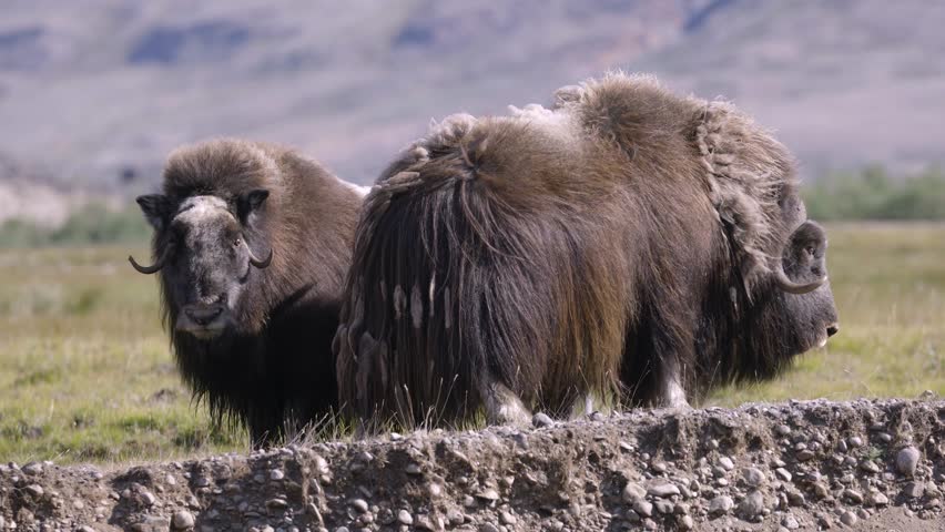 Sea Ox Stock Video Footage - 4K and HD Video Clips | Shutterstock