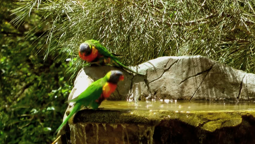 Australia - Birds Cooling Off Stock Footage Video (100% Royalty-free ...