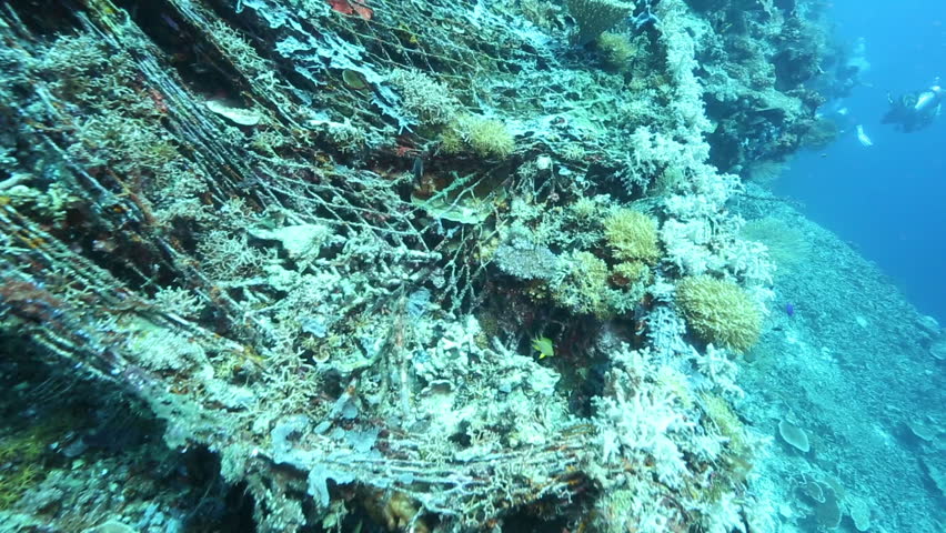 Fishing Net Set On Coral Reef, Overfishing In A Fragile Marine Life ...