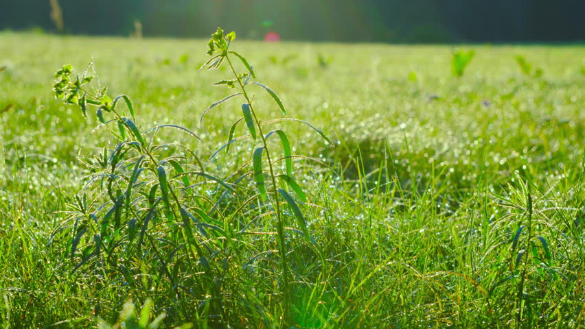 Overgrown With Bushes, Swampy Pond, Bushes, Swaying Narrow Leaves ...