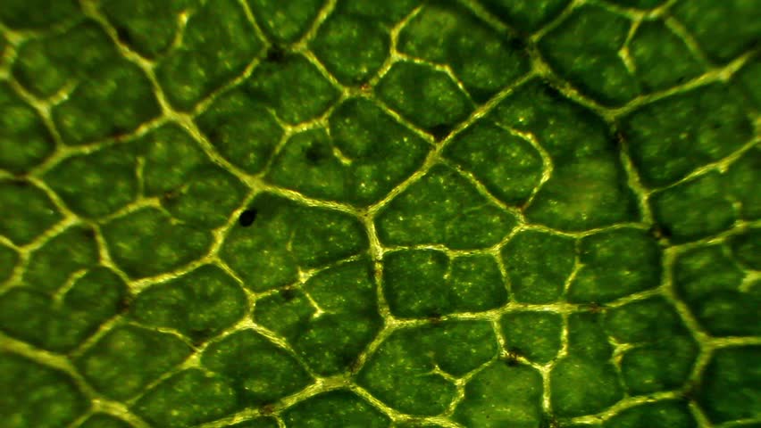 Leaf Of Birch (Betula) Under Microscope, Magnification 40X Stock ...