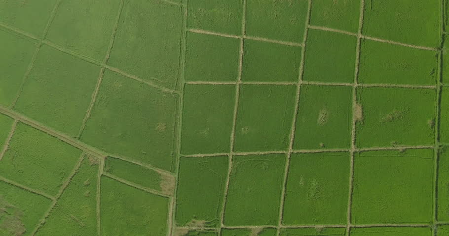 Top View of the Rice Stock Footage Video (100% Royalty-free) 31385521 ...