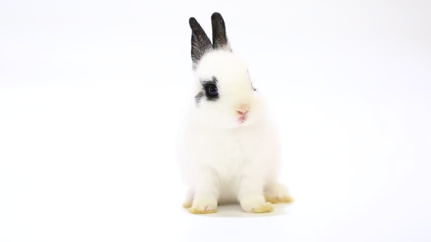 White Dwarf Rabbit image - Free stock photo - Public Domain photo - CC0 ...