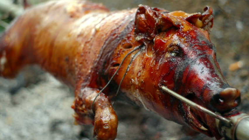 Stock video of super 35mm camera - tasty pig | 3163831 | Shutterstock