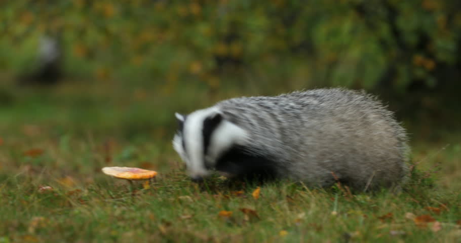 Badger image - Free stock photo - Public Domain photo - CC0 Images
