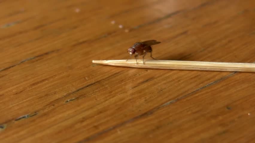 House Fly Insect On Food Stock Footage Video (100% Royalty-free ...