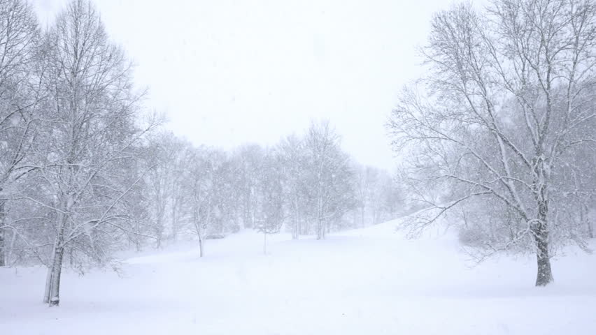 Slow Motion Snow Falling In Front Of Tree Scene - Forest In Winter ...