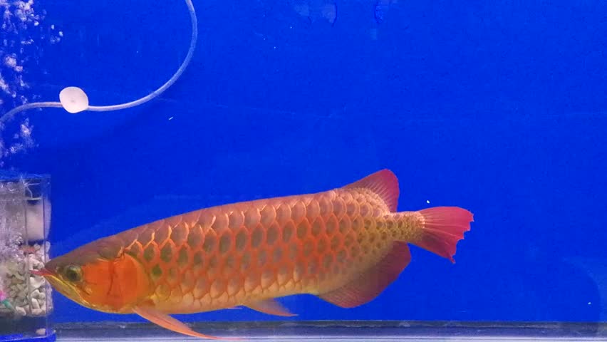 Asian Arowana Fish On Blue วิดีโอสต็อก (ปลอดค่าลิขสิทธิ์ 100%) 31822921 ...