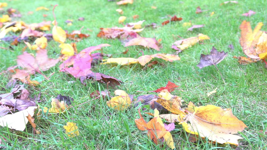 Rotating Tree Crowns, October Park Color Scene Autumn Background ...