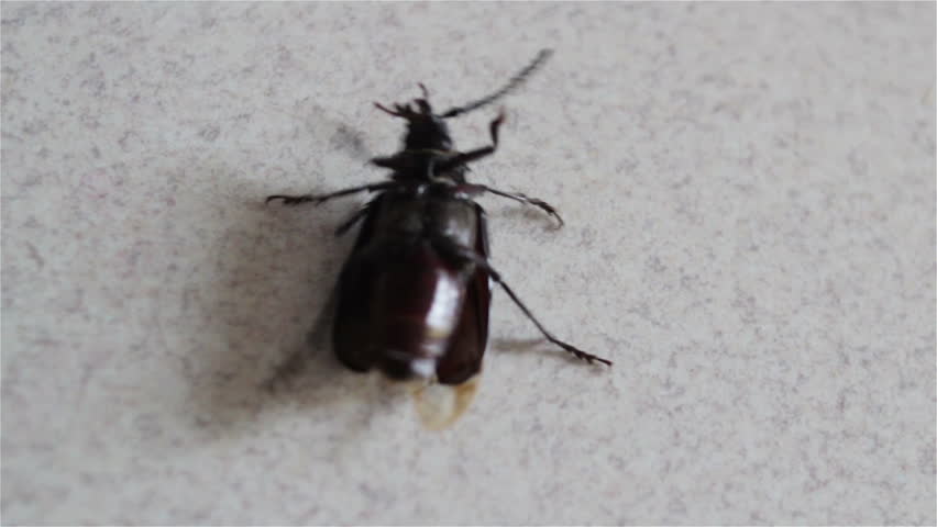 「beetle on the back/helpless beetle on」の動画素材 | 31951561 | Shutterstock