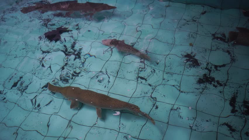 Alligator Gar swimming - Atractosteus spatula image - Free stock photo ...