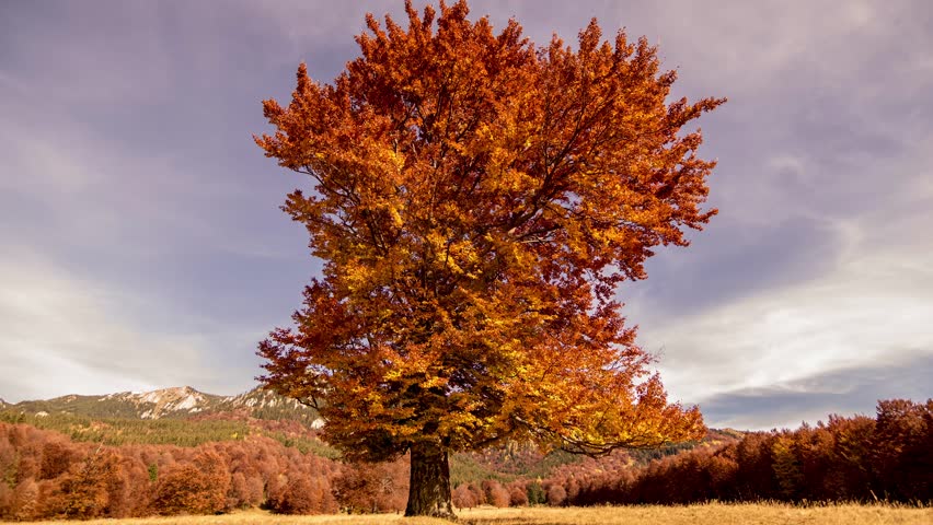 Stock video of autumn landscape with alone colorful tree | 32376511 ...