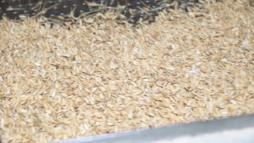 Rice Factory. Production of Rice, Stock Footage Video (100% Royalty ...