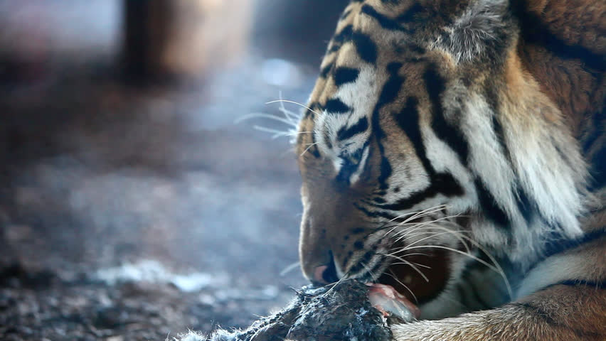 Siberian Tiger Eating Stock Footage Video (100% Royalty-free) 3260911 ...
