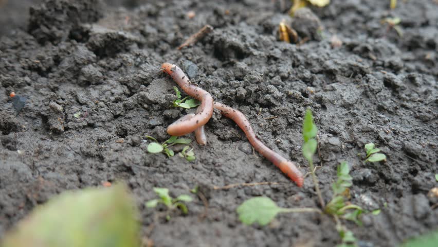 The Earthworms Lie On Ground Stock Footage Video (100% Royalty-free ...