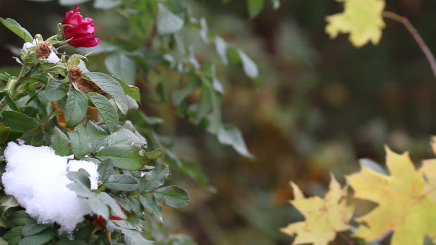 Winter Rose, Snowy Rose. Wild Stock Footage Video (100% Royalty-free ...