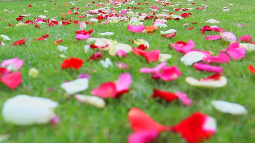 Green Grass Decorated With Rose Petals For Outdoor Wedding Ceremony ...