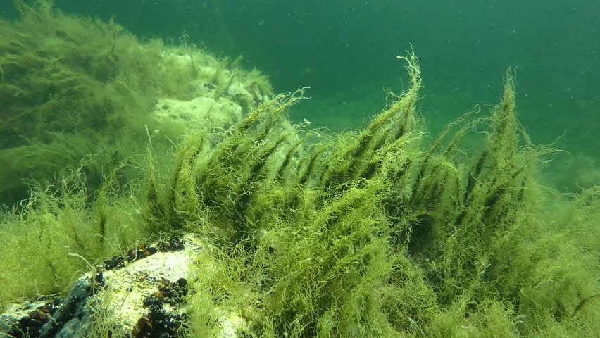Green algae Stock Video Footage - 4K and HD Video Clips | Shutterstock