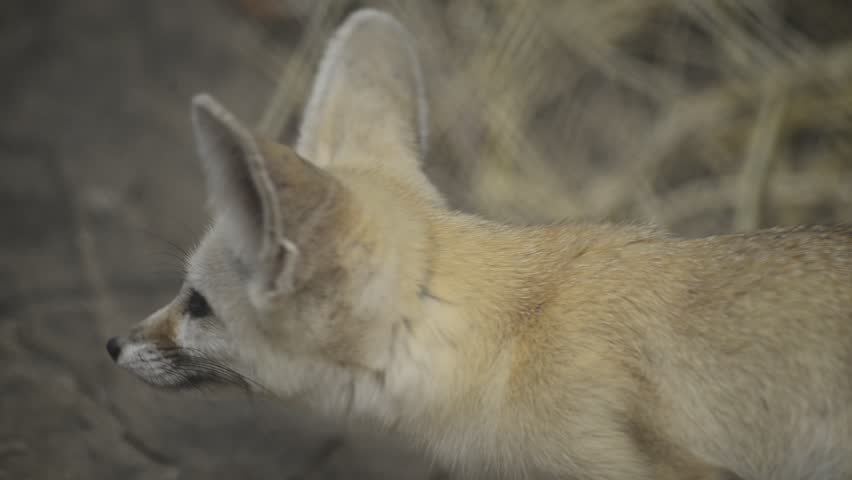 Fennec Fox Stock Video Footage - 4K and HD Video Clips | Shutterstock