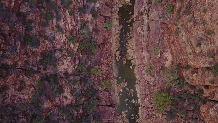 Group Of Early Humans, Or Australopithecus Afarensis, Make Their Way ...