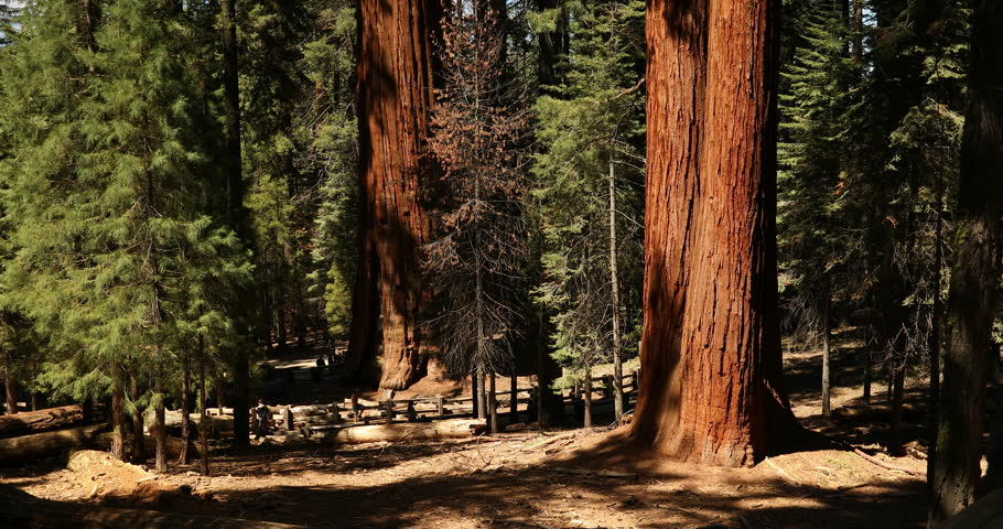 Sequoia Tree Forest at Sequoia National Park, California image - Free ...