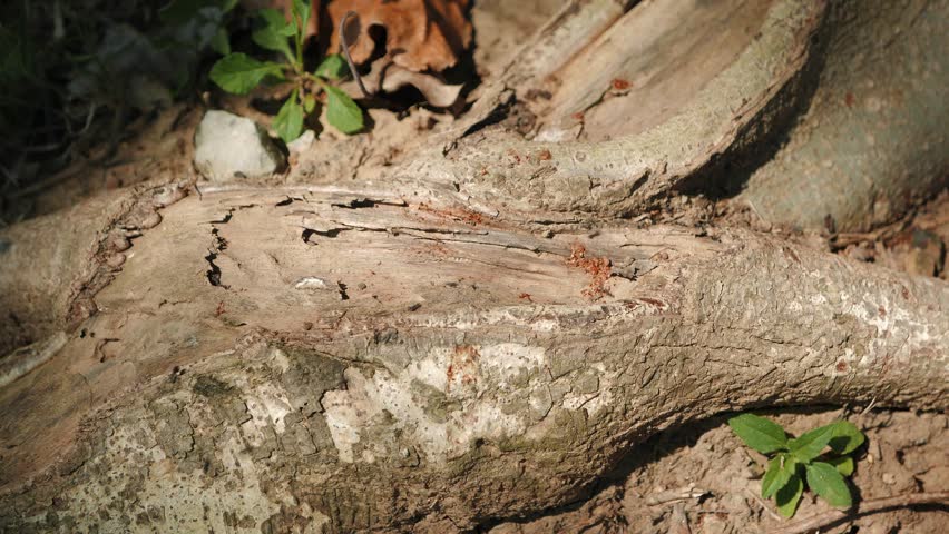 Ants are Climbing Trees to Stock Footage Video (100% Royalty-free ...