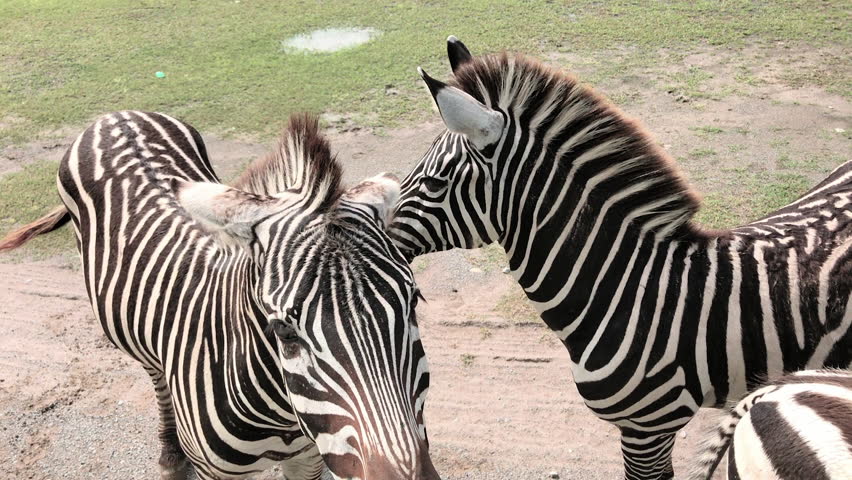 Two Zebras Are Playing In A Yard Séquences vidéo libres de droit ...