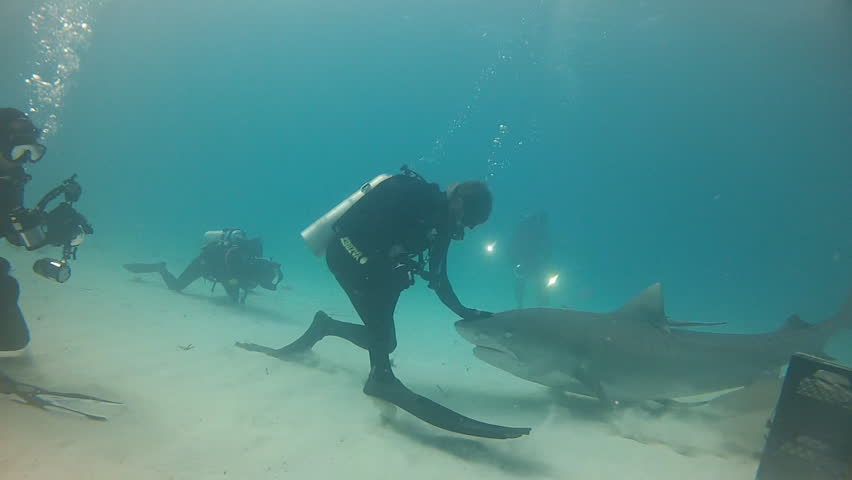 Stock video of tiger shark bites camera with audio, | 33539281 ...