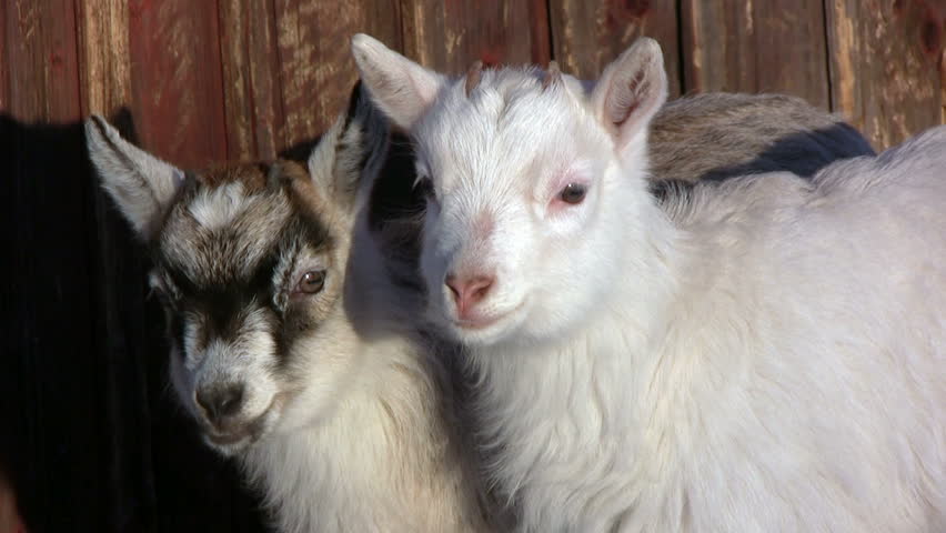 Two Kid Goats Playing Outdoors Stock Footage Video (100% Royalty-free ...