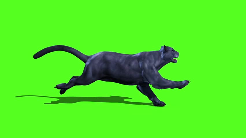 Black Panther Running On A White Background Стоковые футажи для видео ...