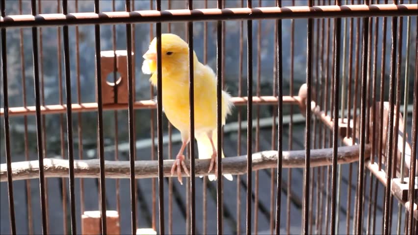 Canary Cage Stock Video Footage - 4K and HD Video Clips | Shutterstock
