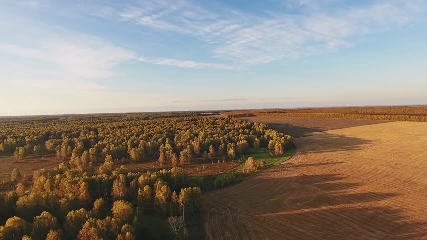 The Golden Field in the Stock Footage Video (100% Royalty-free ...