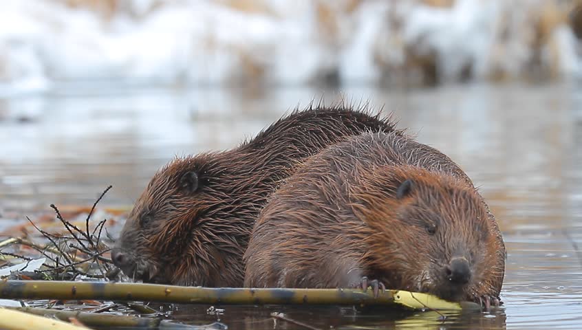 Wild Beaver Near Lake, Nature Series Stock Footage Video 3233587 ...