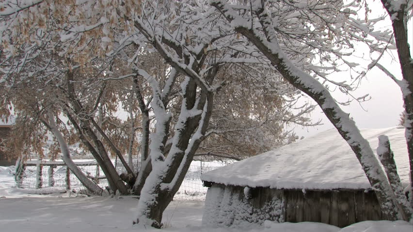Snow On Trees Covered With Fresh Powder Snow In Utah Winter. Snow ...