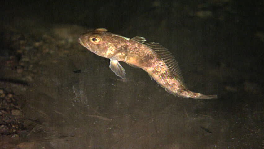 Antarctic Icefish Stock Footage Video (100% Royalty-free) 3429931 ...