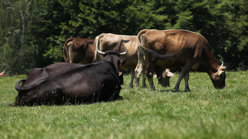 Flehmen Response In A Mature Bull, Behavior Allows Him To Detect If ...