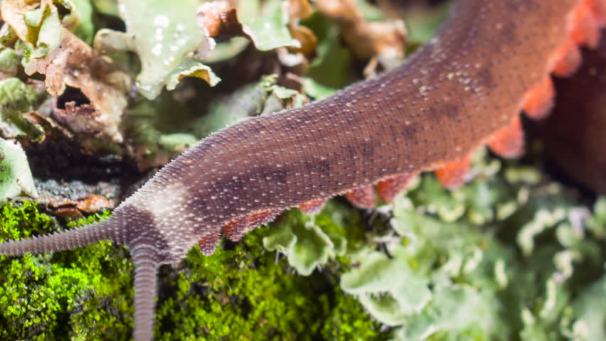 Peripatus (velvet Worm) Walks Through Frame. In Tropical Rainforest ...