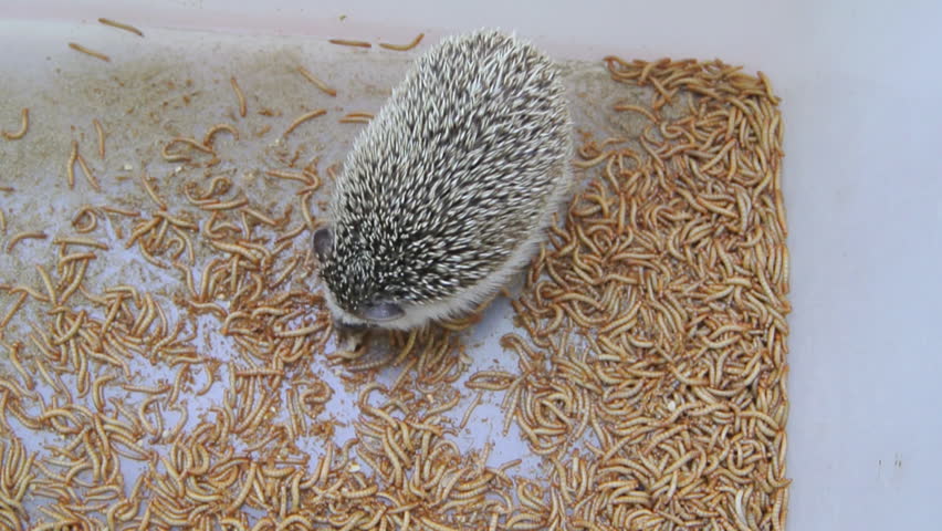 Hedgehog Eating Worm Séquences vidéo libres de droit 34412086 ...
