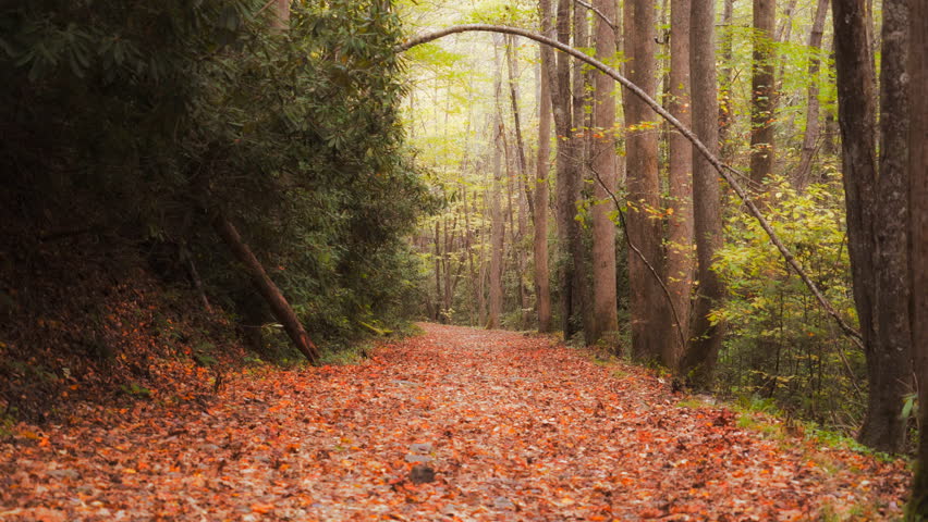 Hiking Trail through the Autumn Trees image - Free stock photo - Public ...