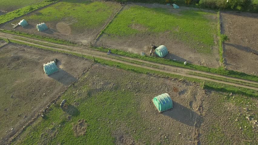 Aerial View of Pigs On Stock Footage Video (100% Royalty-free) 34715551 ...