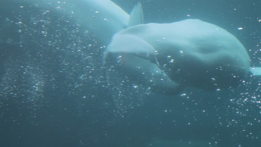 Beluga Whales Stock Video Footage - 4K and HD Video Clips | Shutterstock