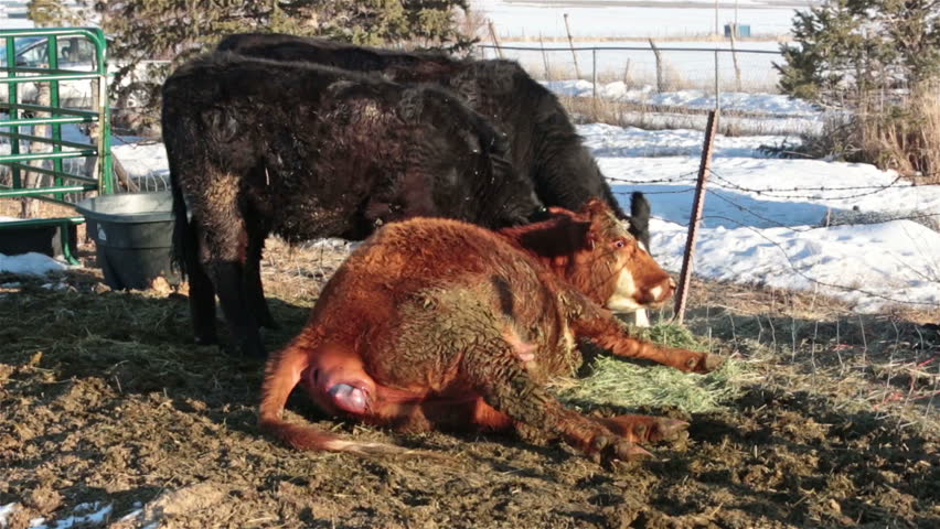 Female Cow In Labor Pains Ready To Give Birth. Black Angus Mixed Breed ...