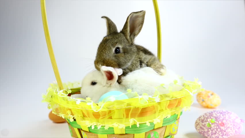 A Brown Easter Bunny Chewing Stock Footage Video (100% Royalty-free ...