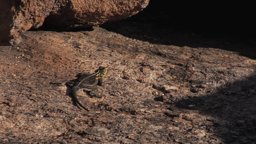 Lizard Jumping Off a Rock Stock Footage Video (100% Royalty-free ...