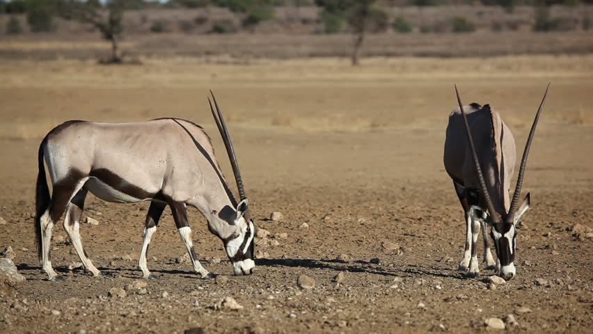 In this photo it shows Oryx eating salty soil off the ground