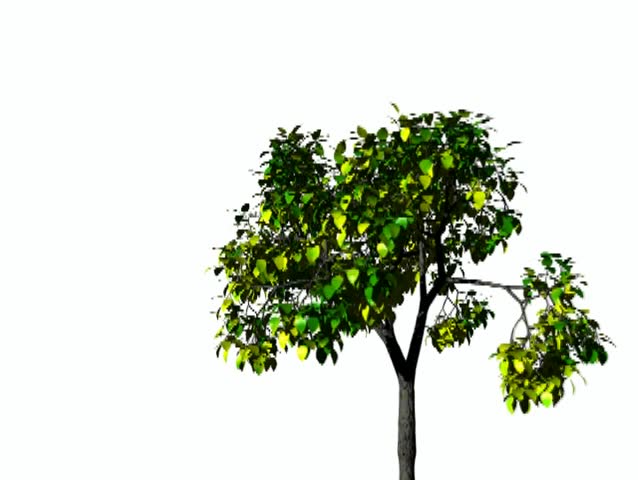 Growing Tree On White Background, Isolated Object. Convenient For ...