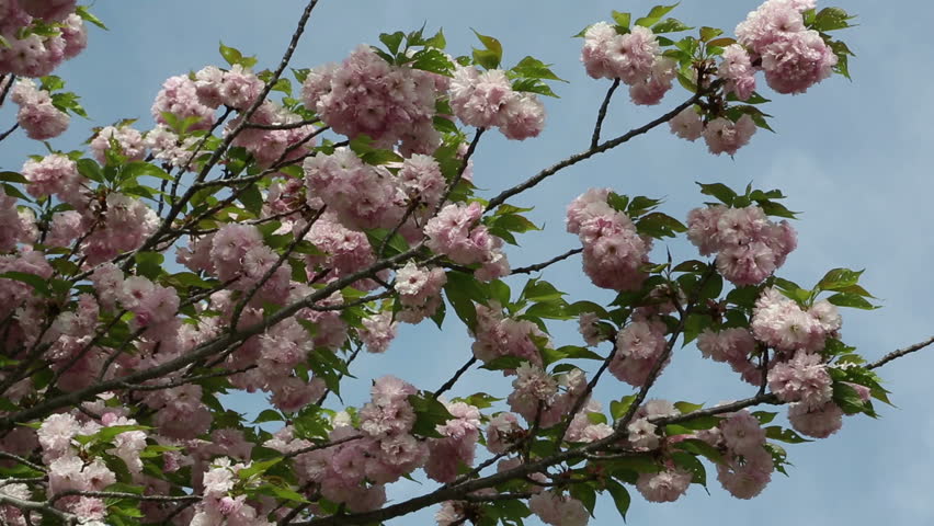 Puffy Pink Flower Tree | Best Flower Site