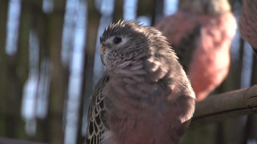 Close up Pink Bourke Parakeet Stock Footage Video (100% Royalty-free ...